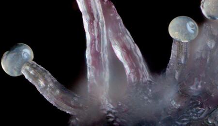 Trichomy fabrykami biopestycydów - Soft Secrets