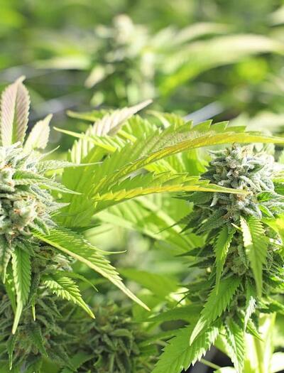 Soft Secrets | Magazine about Cannabis / Weed culture.